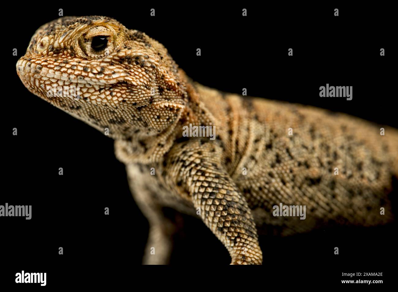 Steindachners toadhead agama hi-res stock photography and images - Alamy