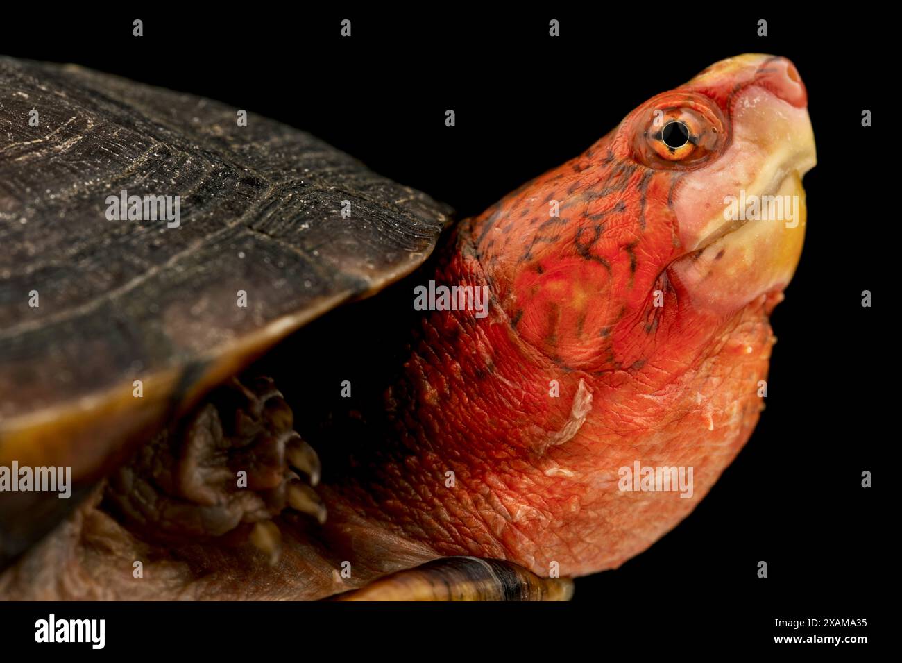 Red Cheeked Mud Turtle (Kinosternon scorpioides cruentatum Stock Photo ...