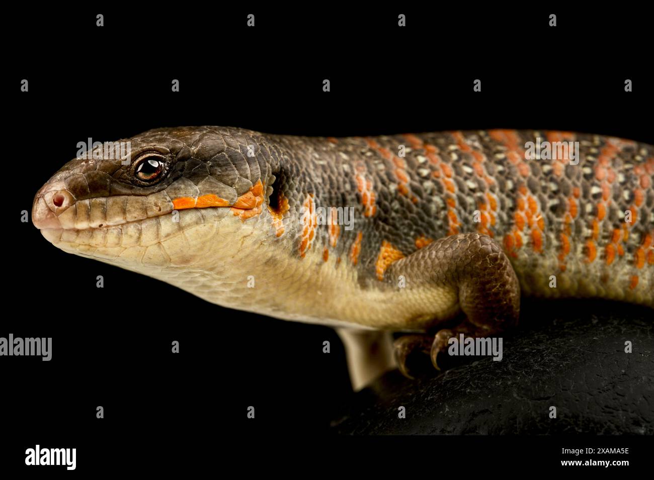 Schneider's Skink (Eumeces schneiderii Stock Photo - Alamy