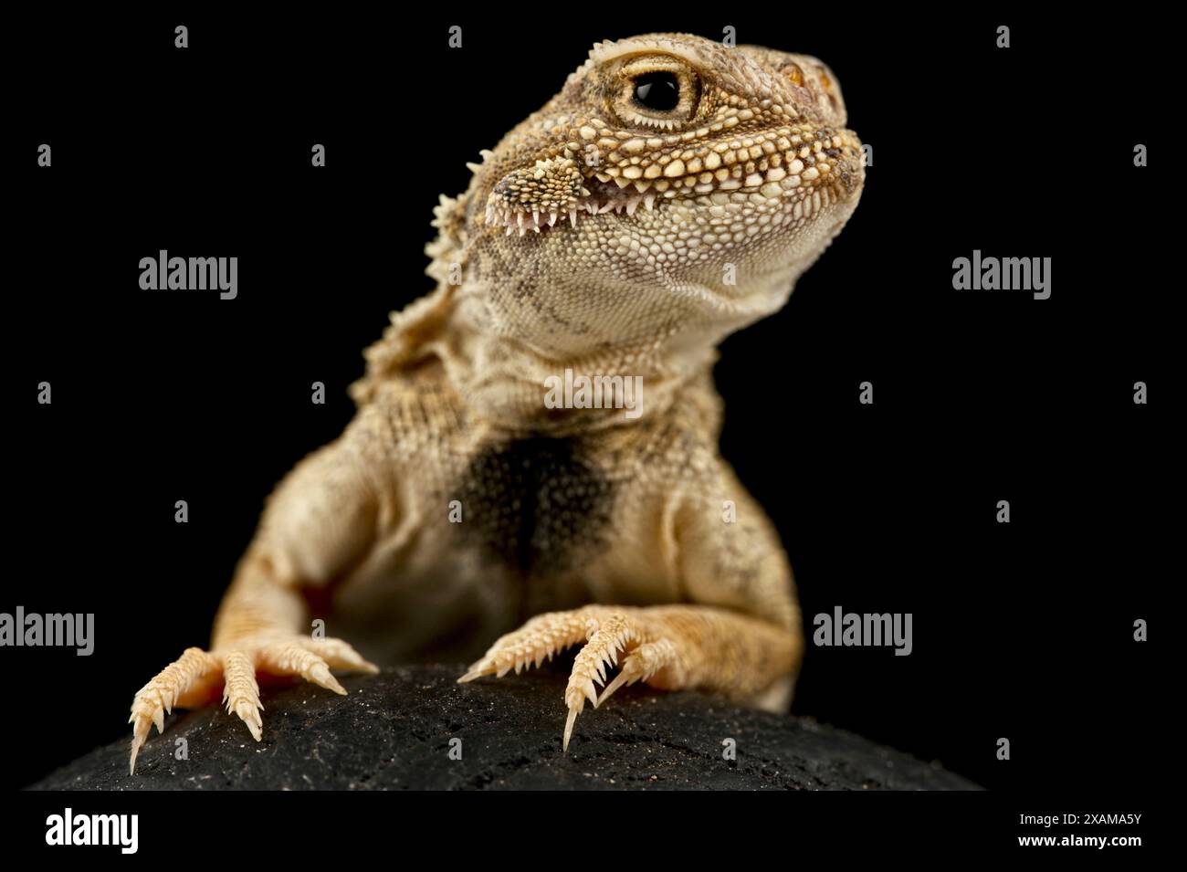 Secret toadhead agama hi-res stock photography and images - Alamy