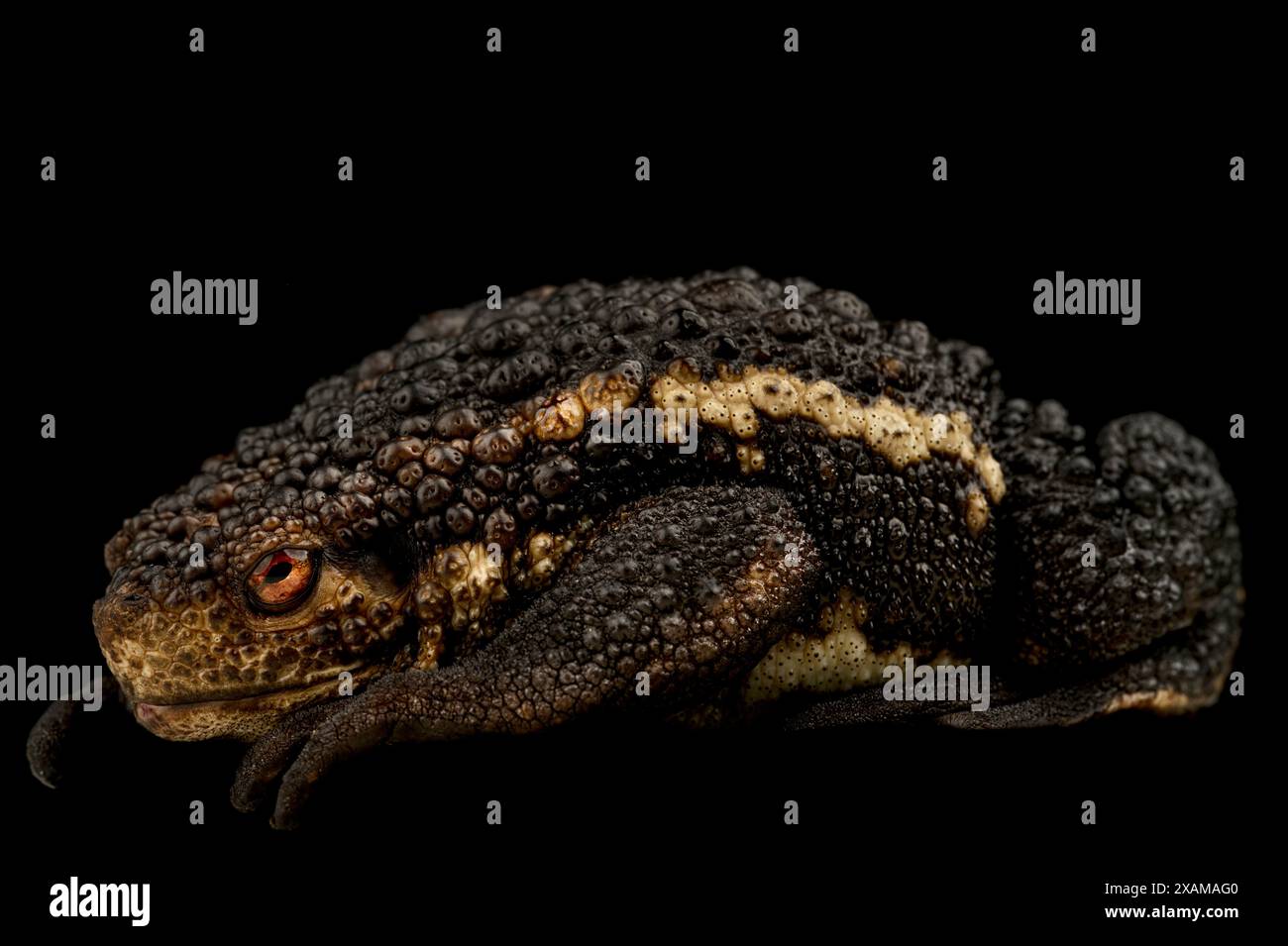 False peat toad (Pseudobufo subasper Stock Photo - Alamy