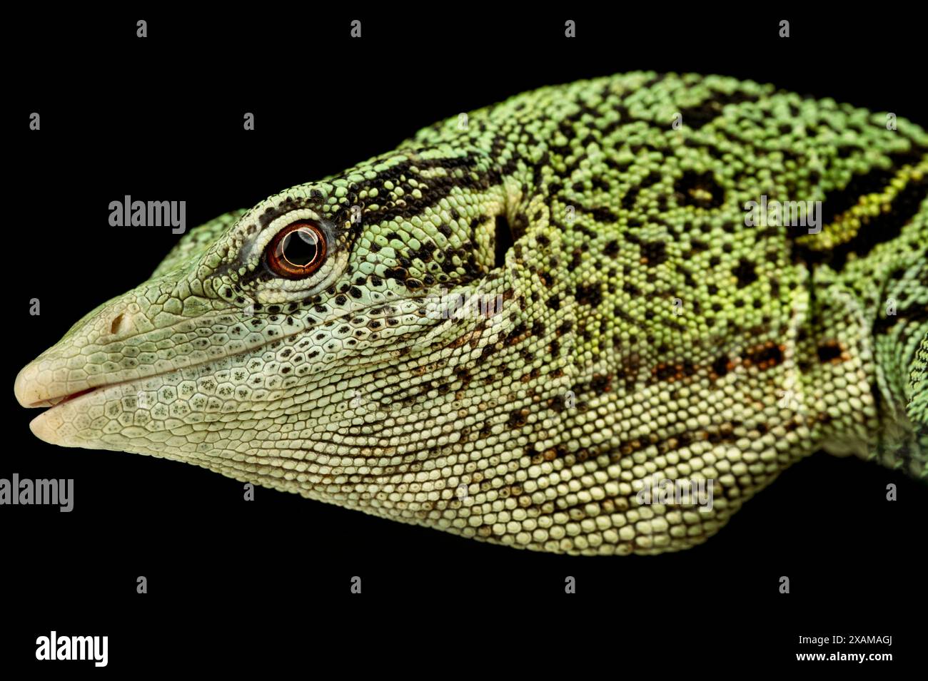 Yellow Tree monitor (Varanus reisingeri) male Stock Photo - Alamy