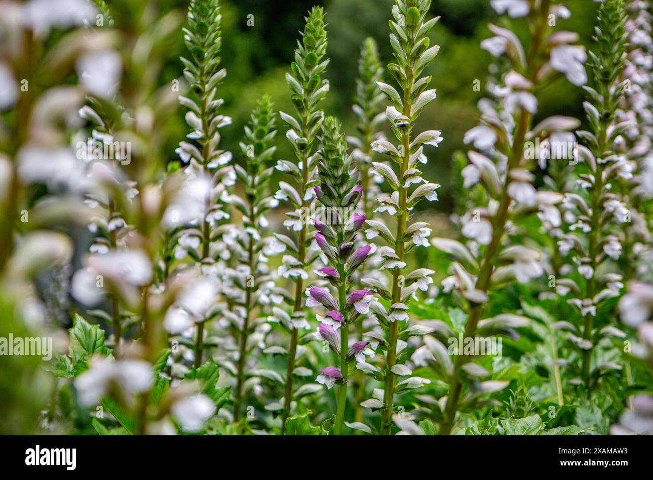 Akanthus Acanthus ist eine Pflanzengattung innerhalb der Familie der ...
