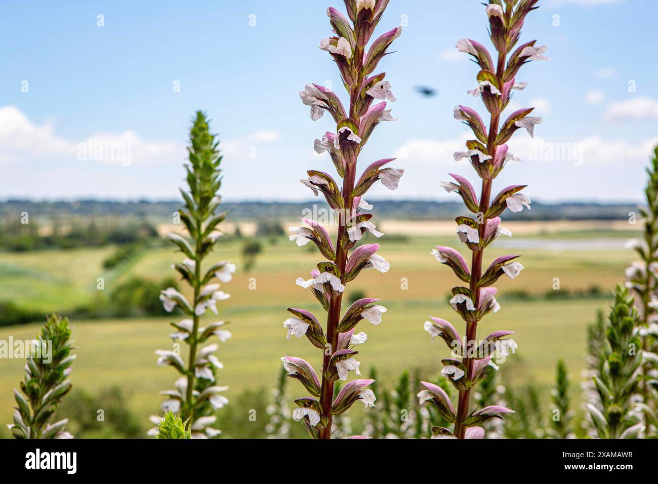 Pflanzengarttung hi-res stock photography and images - Alamy