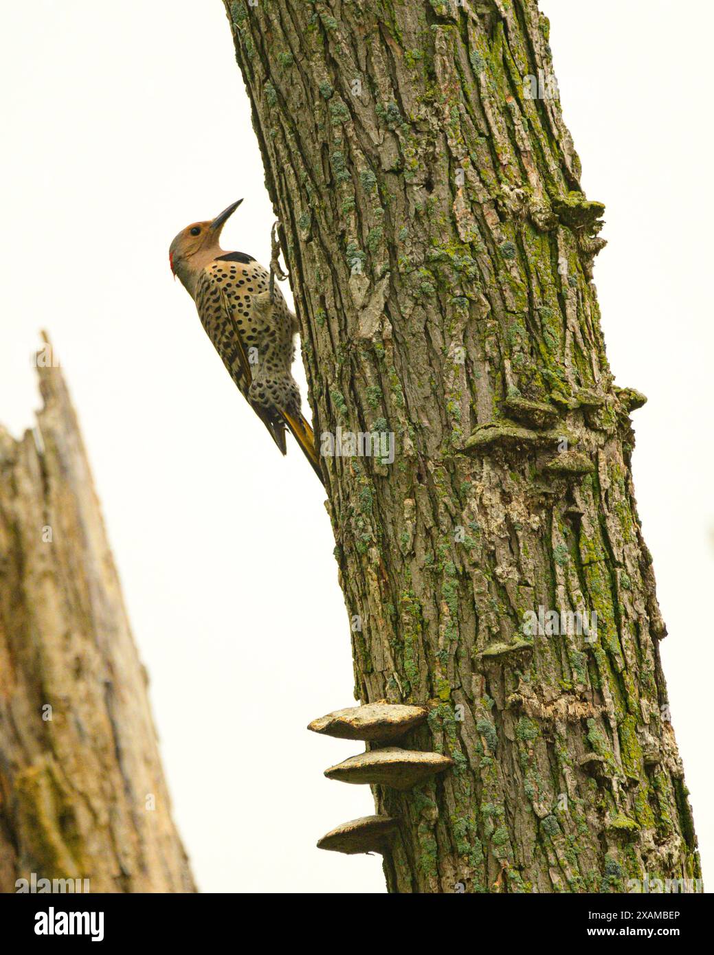 Flicker on dead tree stump hi-res stock photography and images - Alamy