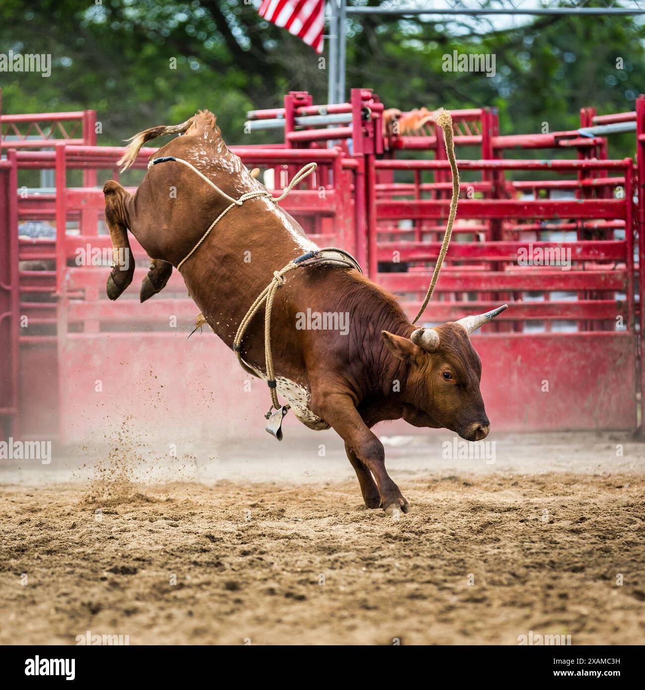 Rodeo bull fall hi-res stock photography and images - Alamy