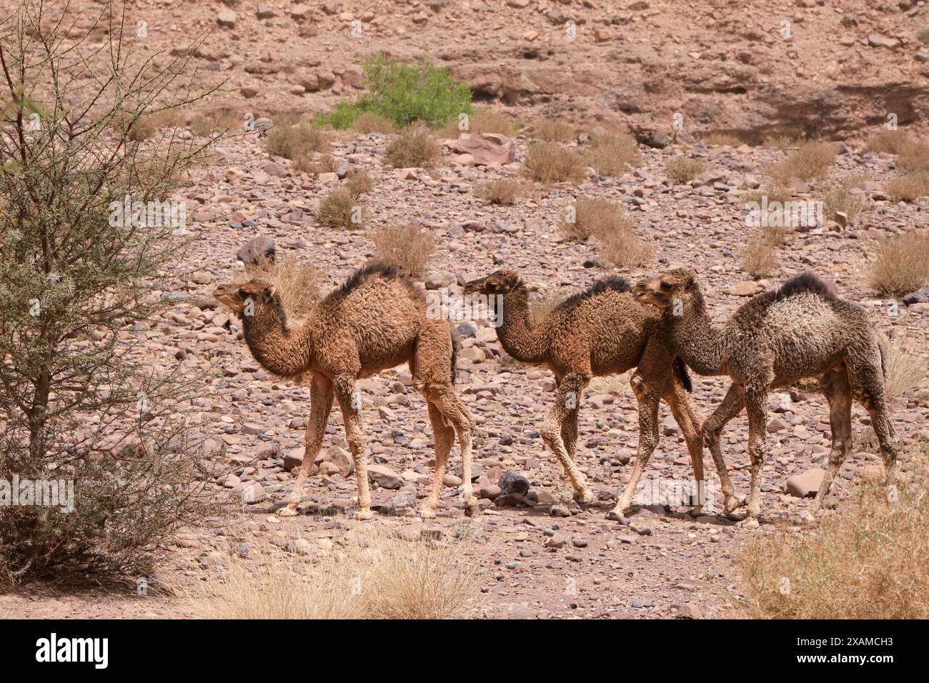 Three young wild camels walk together through a rocky part of the ...