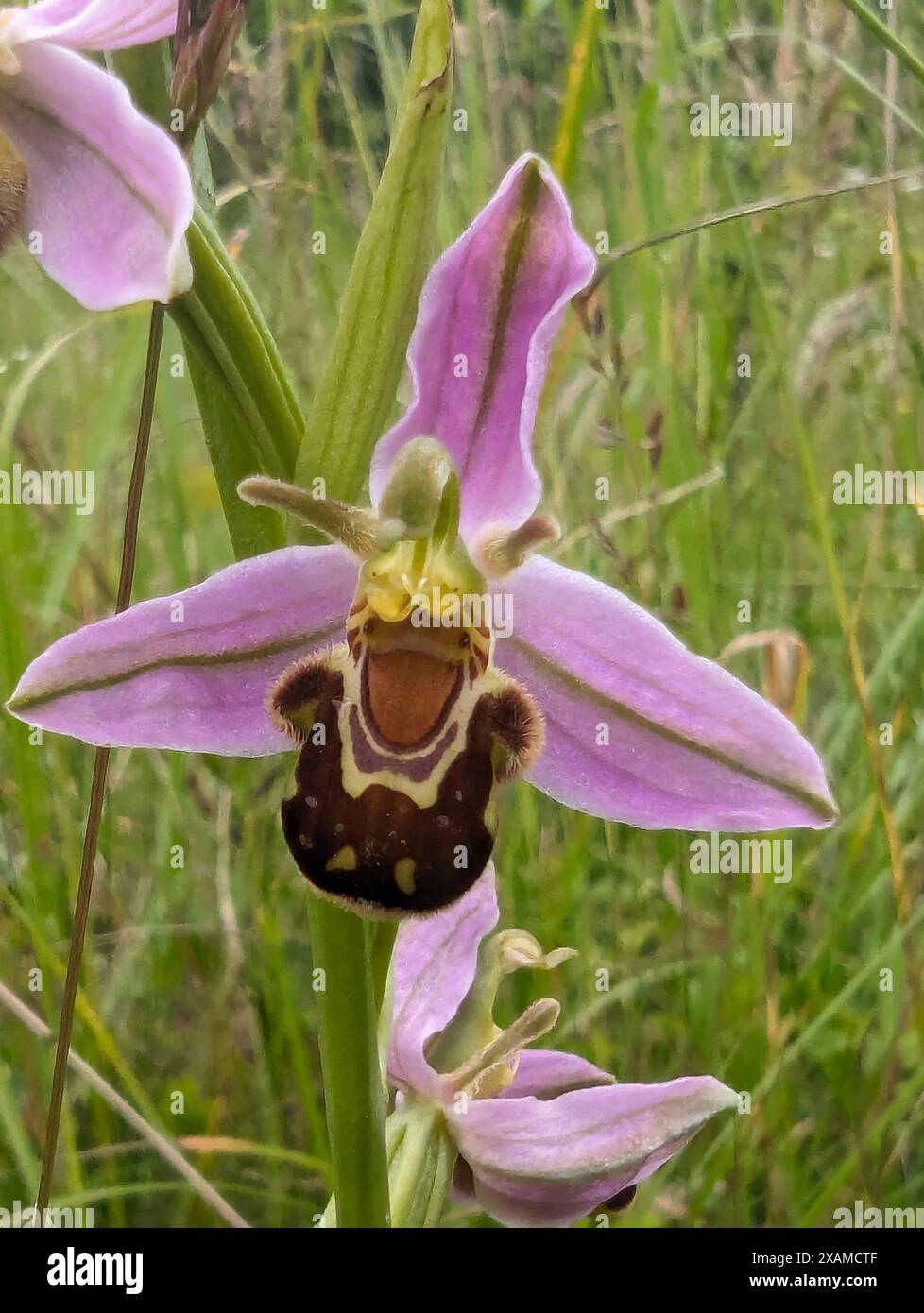 Self pollination hi-res stock photography and images - Alamy