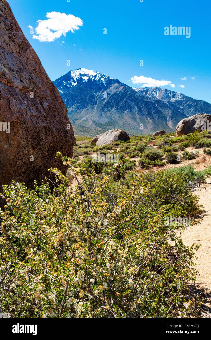 Creosote Bush; Larrea tridentata; in bloom; Buttermilk Rocks, famous ...
