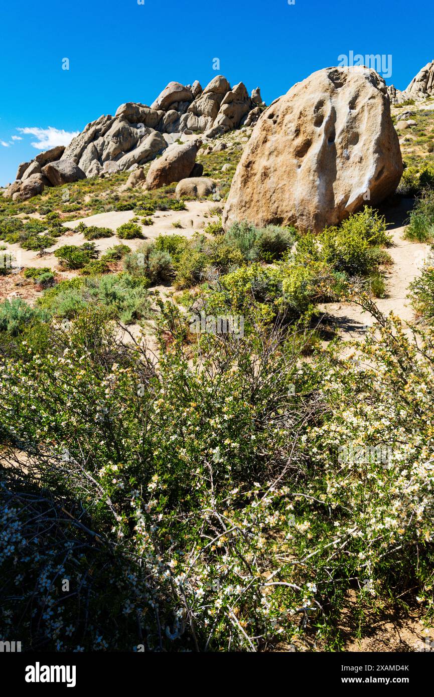 Creosote Bush; Larrea tridentata; in bloom; Buttermilk Rocks, famous ...