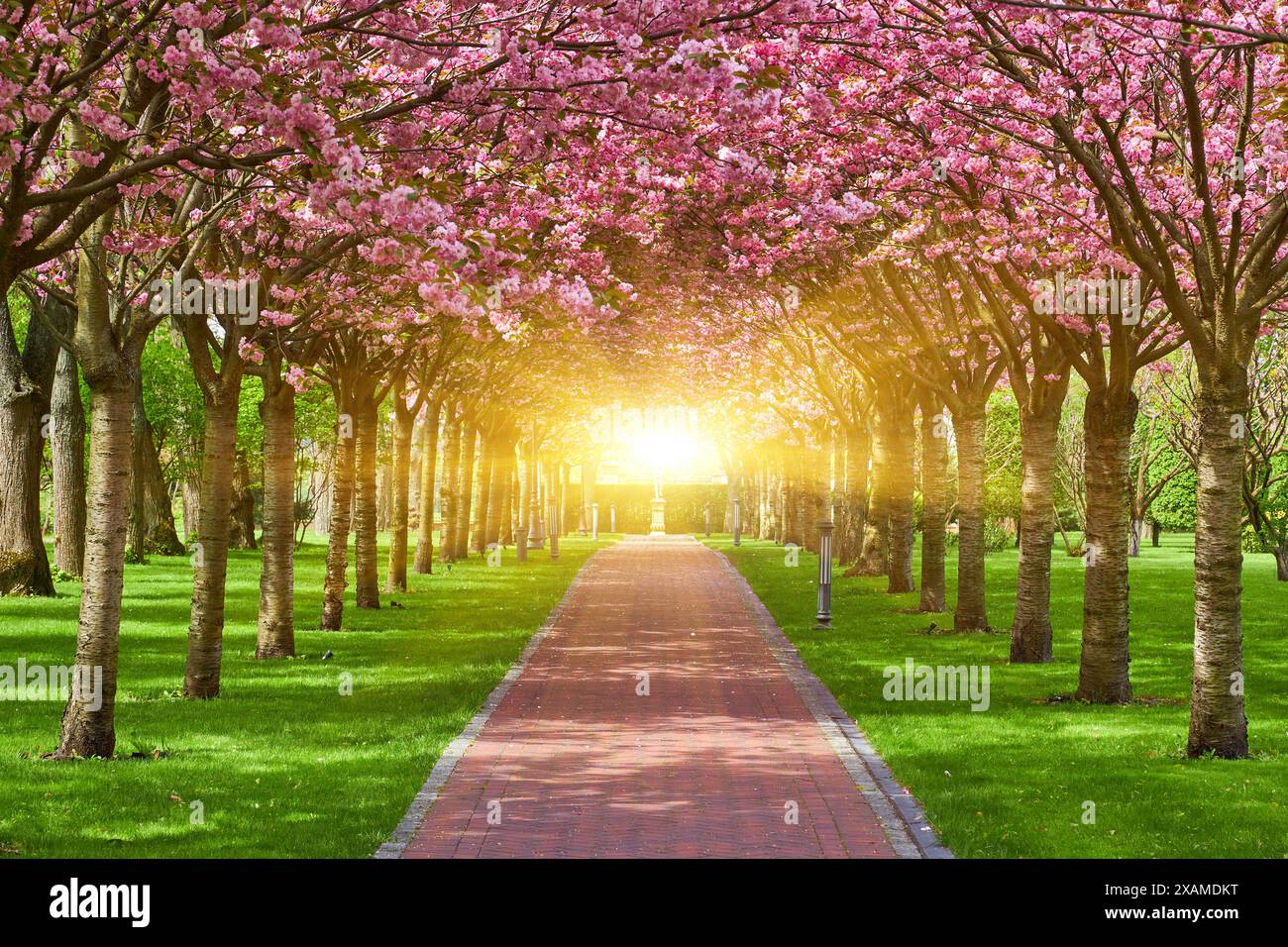 Park with alley of blossoming red apple trees. Spring landscape Stock ...
