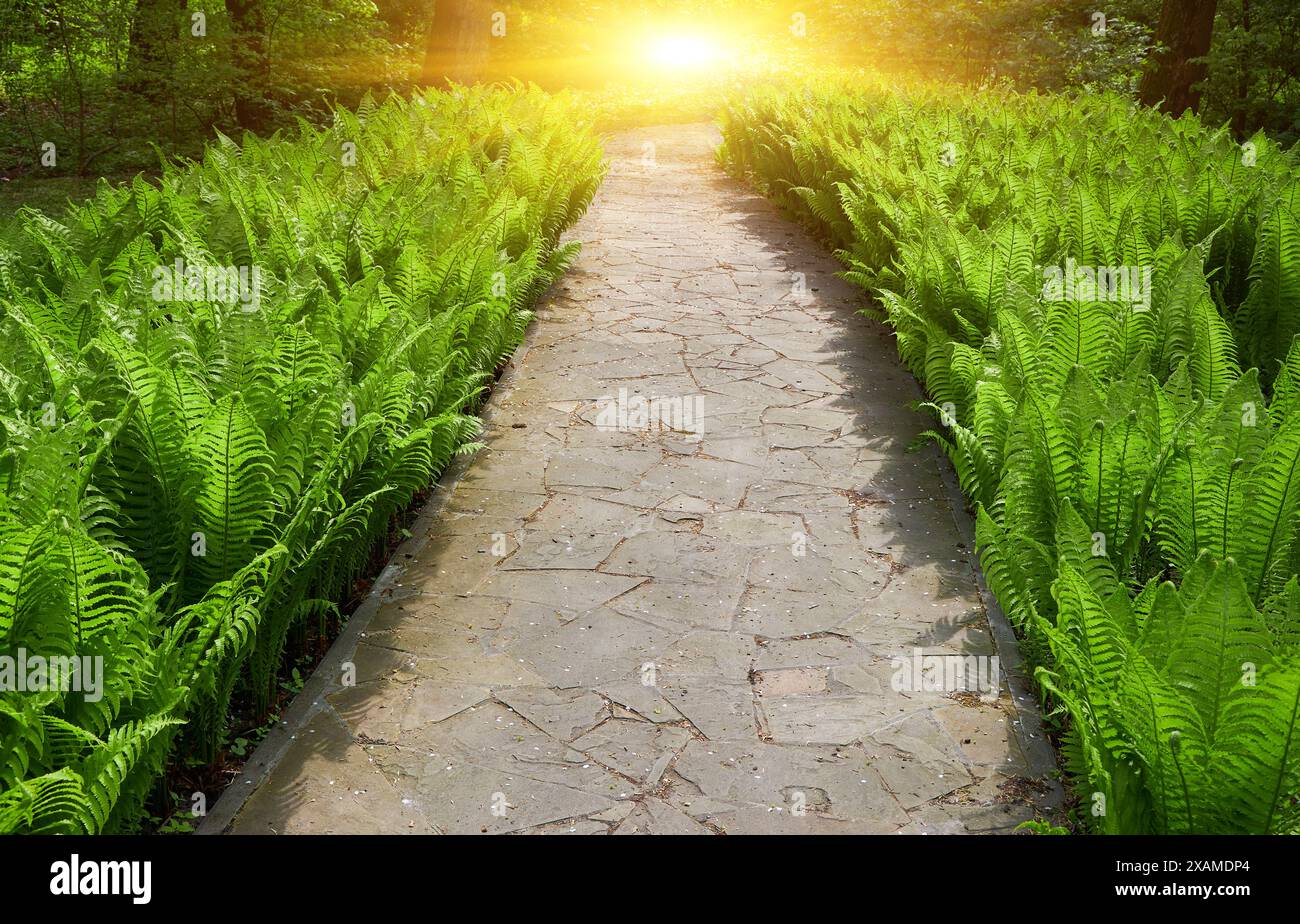 A charming park pathway bordered by lush ferns, creating a picturesque ...