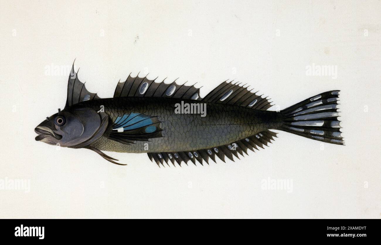 A fish from new zealand hi-res stock photography and images - Alamy