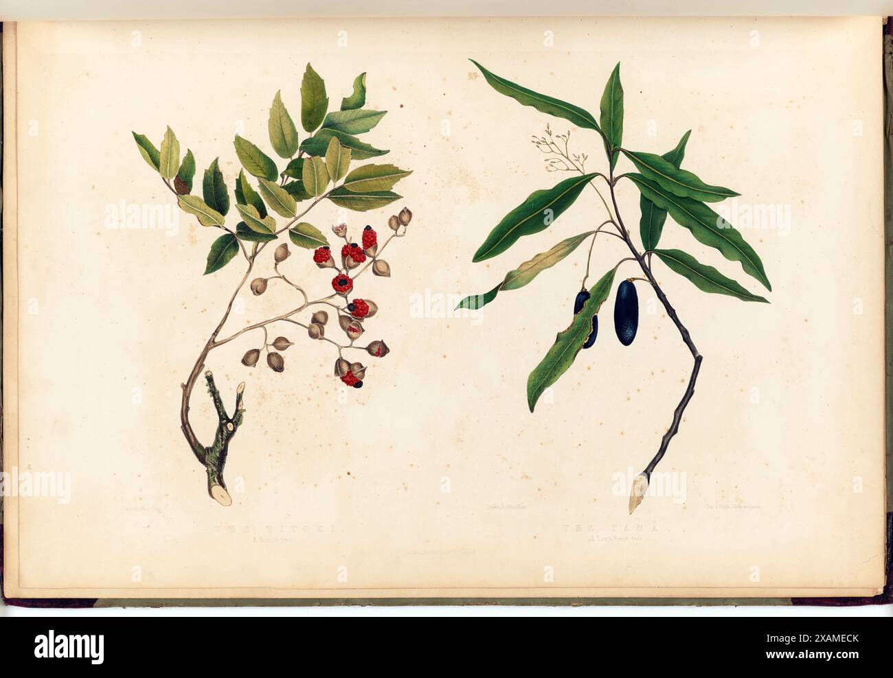 The Titoki. A Forest-Tree / The Taua. A Large Forest-Tree Plate 13 ...