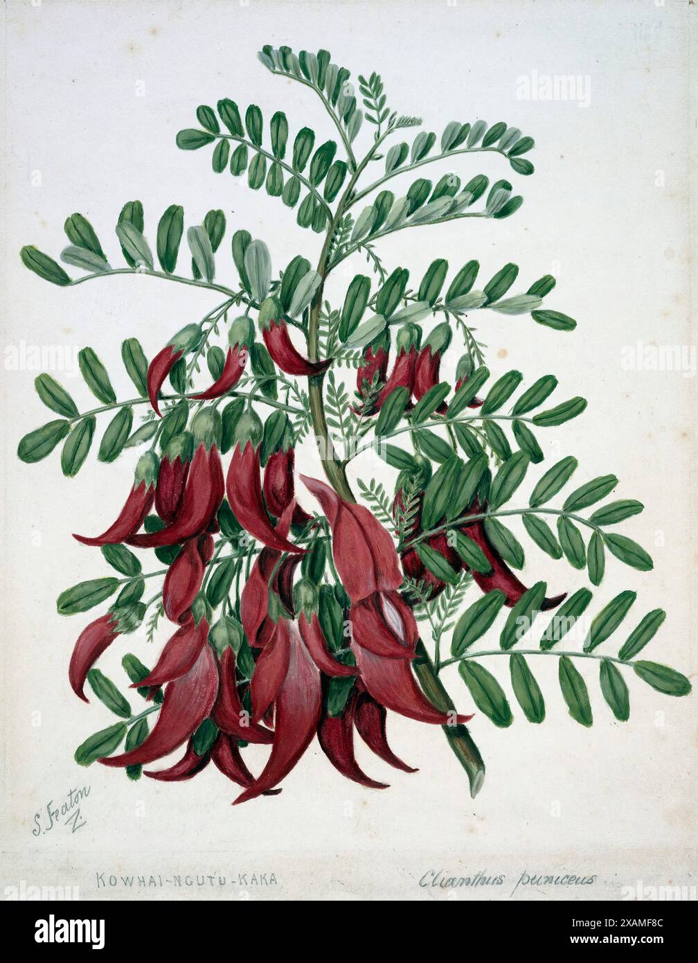 White kaka beak hi-res stock photography and images - Alamy