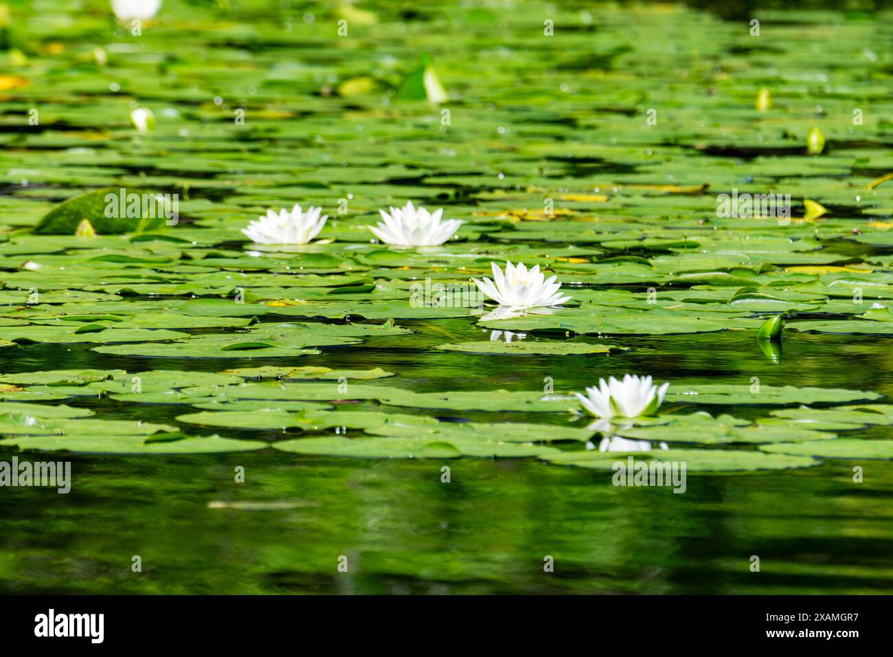 Dot leaf waterlily hi-res stock photography and images - Alamy