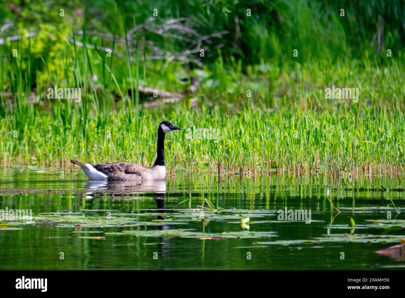 Beautiful canada goose swimming hi-res stock photography and images - Alamy