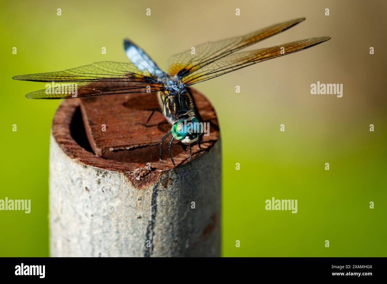A blue dasher dragonfly lands on a pipe Stock Photo - Alamy