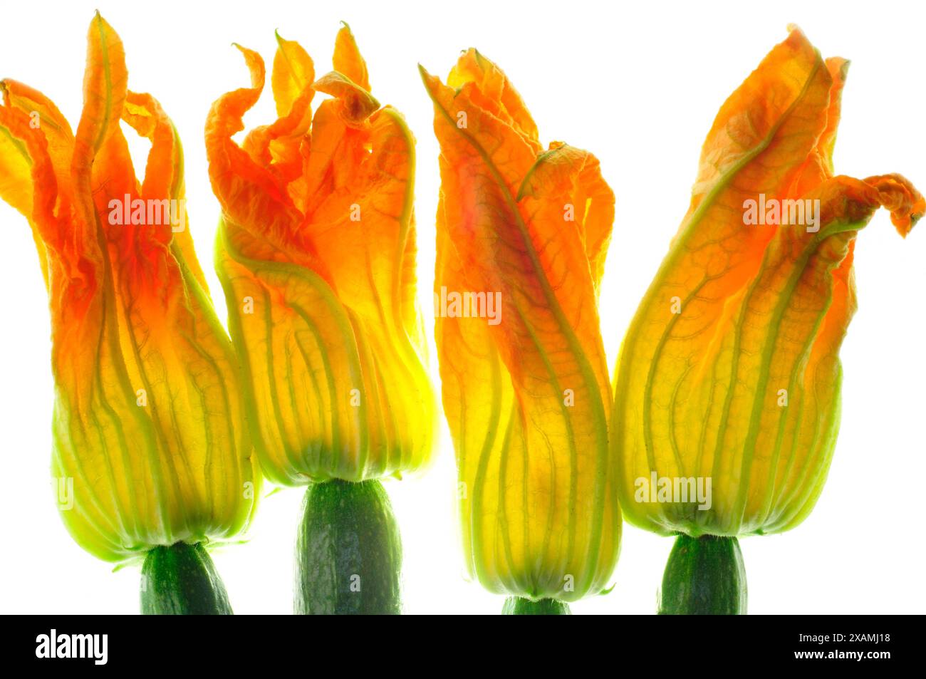 Plant cucumber yellow flowers Cut Out Stock Images & Pictures - Alamy
