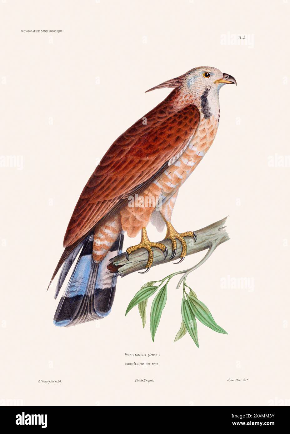 Colorful vintage bird illustration from the mid-19th century. Engraving ...