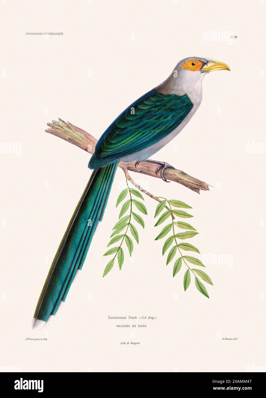 Colorful vintage bird illustration from the mid-19th century. Engraving ...