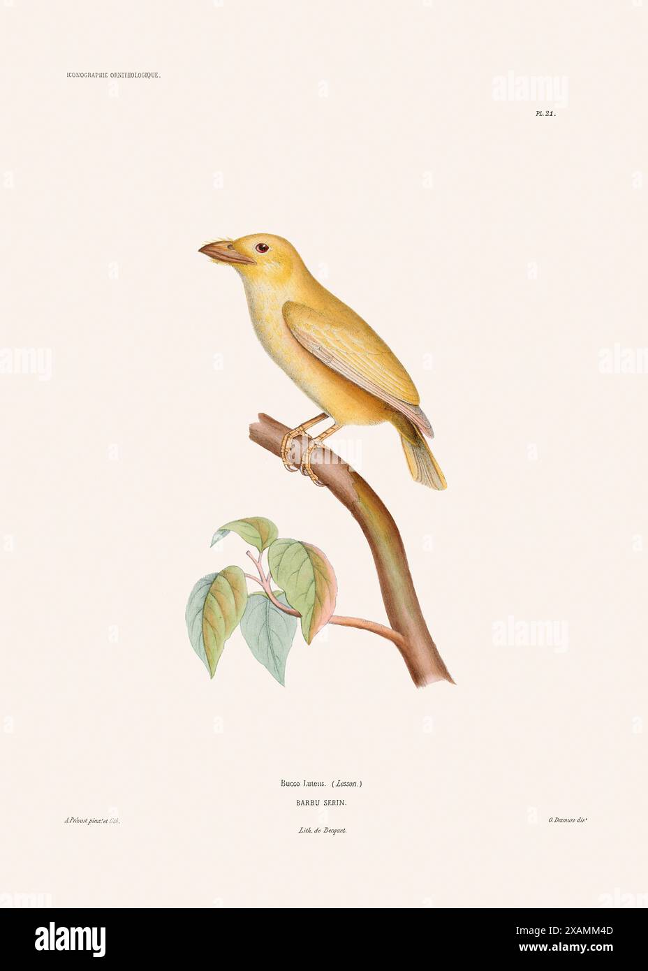 Colorful vintage bird illustration from the mid-19th century. Engraving ...