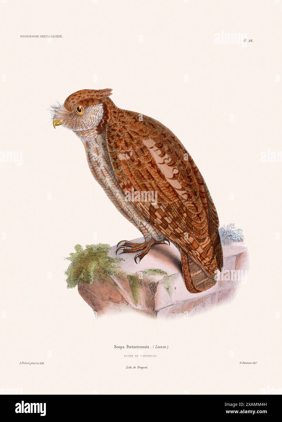 Colorful vintage bird illustration from the mid-19th century. Engraving ...
