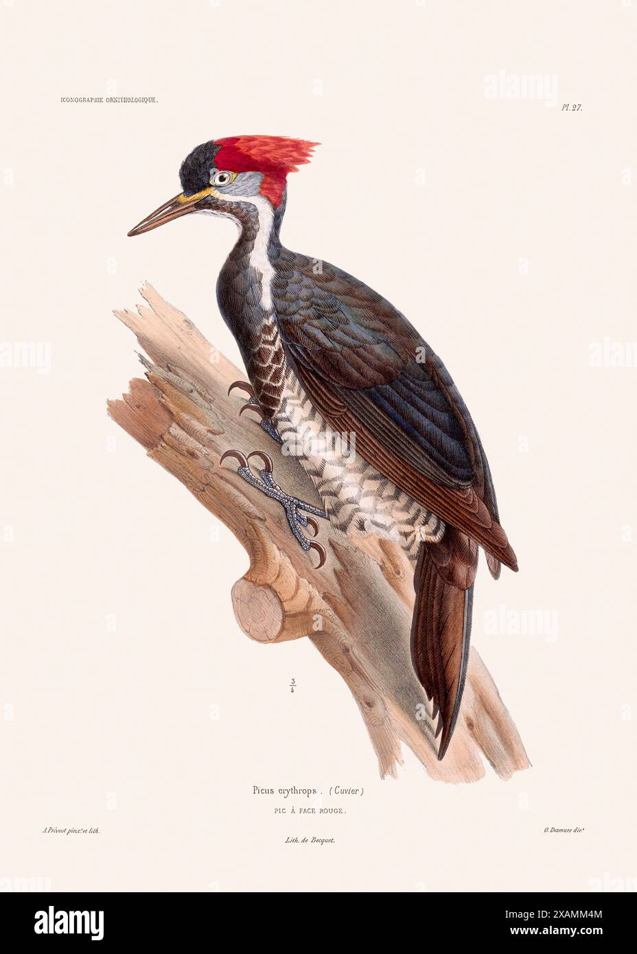 Colorful vintage bird illustration from the mid-19th century. Engraving ...