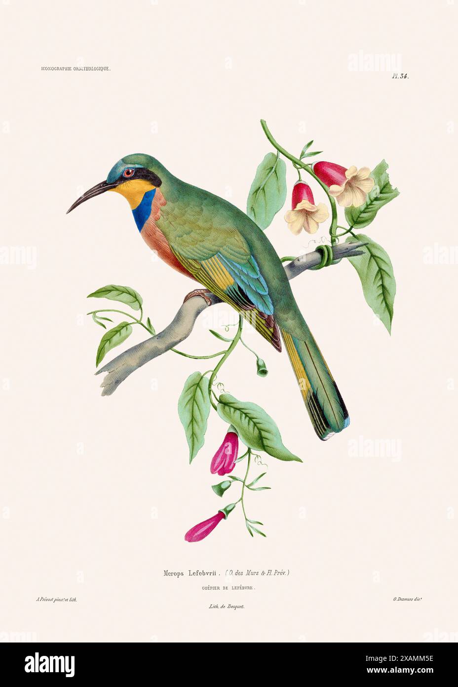 Colorful vintage bird illustration from the mid-19th century. Engraving ...