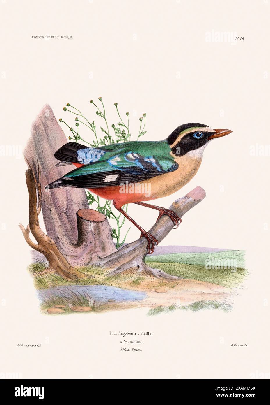 Colorful vintage bird illustration from the mid-19th century. Engraving ...