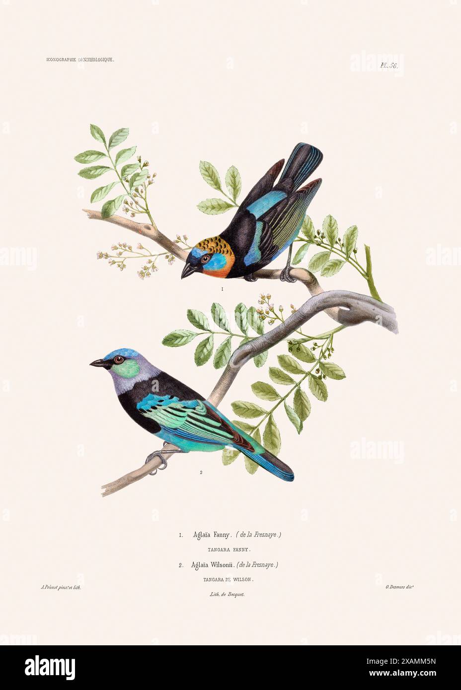 Colorful vintage bird illustration from the mid-19th century. Engraving ...