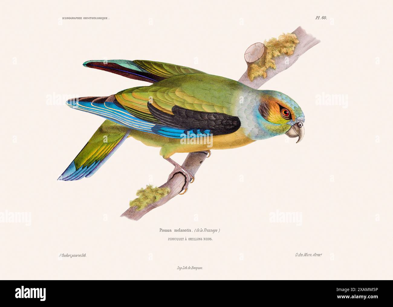 Colorful vintage bird illustration from the mid-19th century. Engraving ...