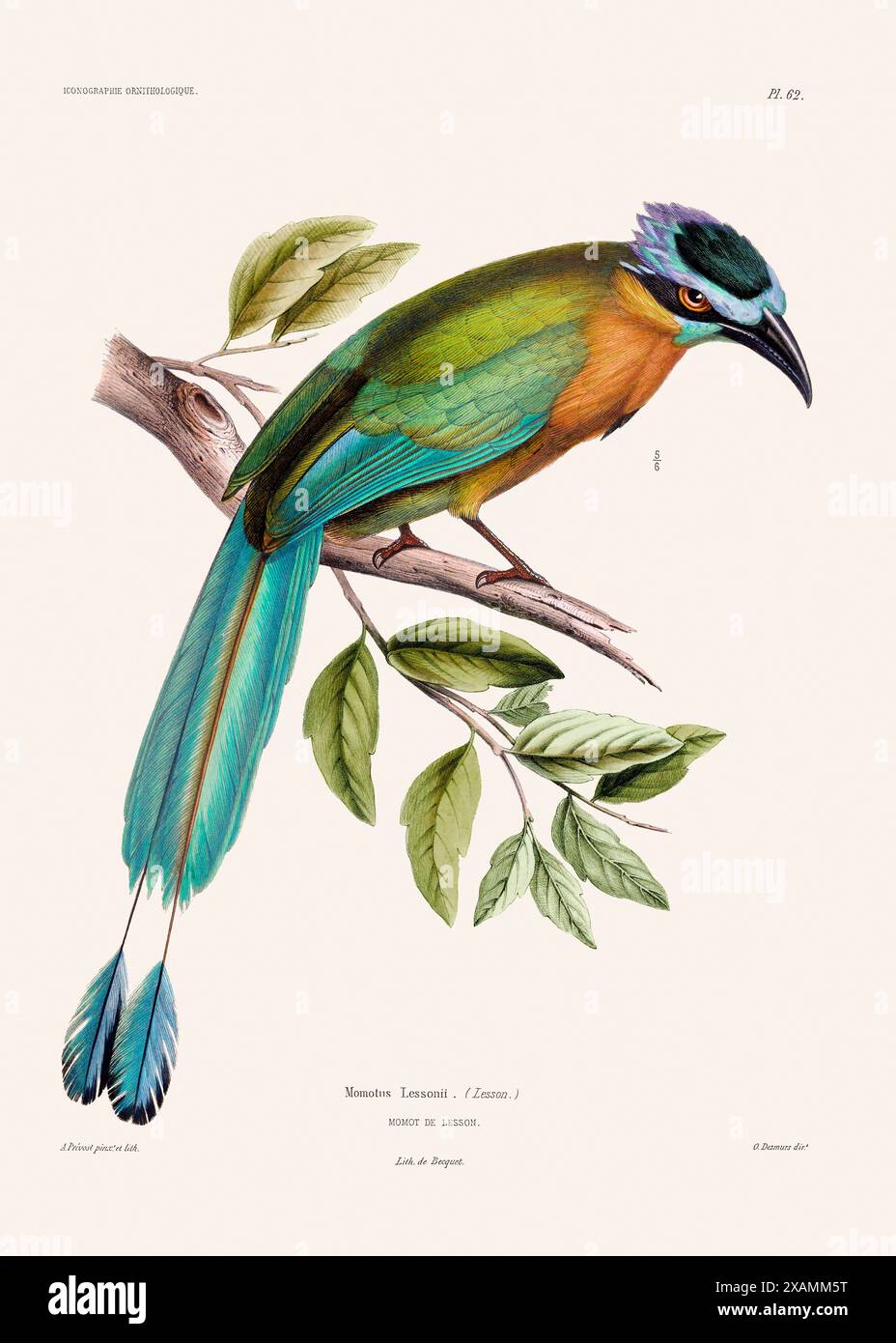 Colorful vintage bird illustration from the mid-19th century. Engraving ...