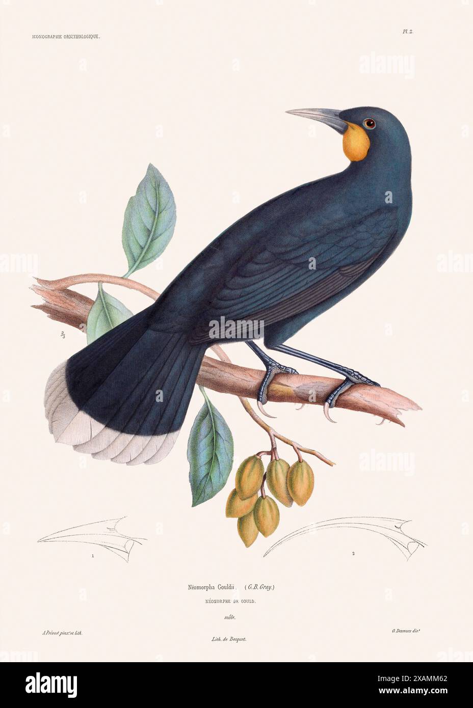 Colorful vintage bird illustration from the mid-19th century. Engraving ...