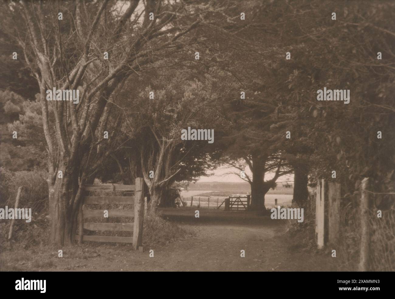 On a farm Hawera, Taranaki, N. Z., 1920s Stock Photo - Alamy
