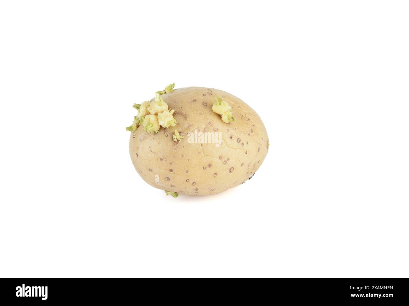 Sprouted potato with green buds isolated on white background ...