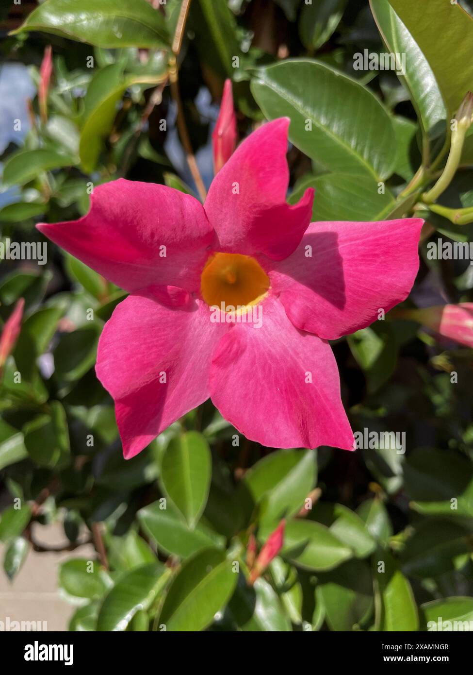 Dipladenia Blüte in Pink, neotropische Lianen Pflanze Stock Photo - Alamy
