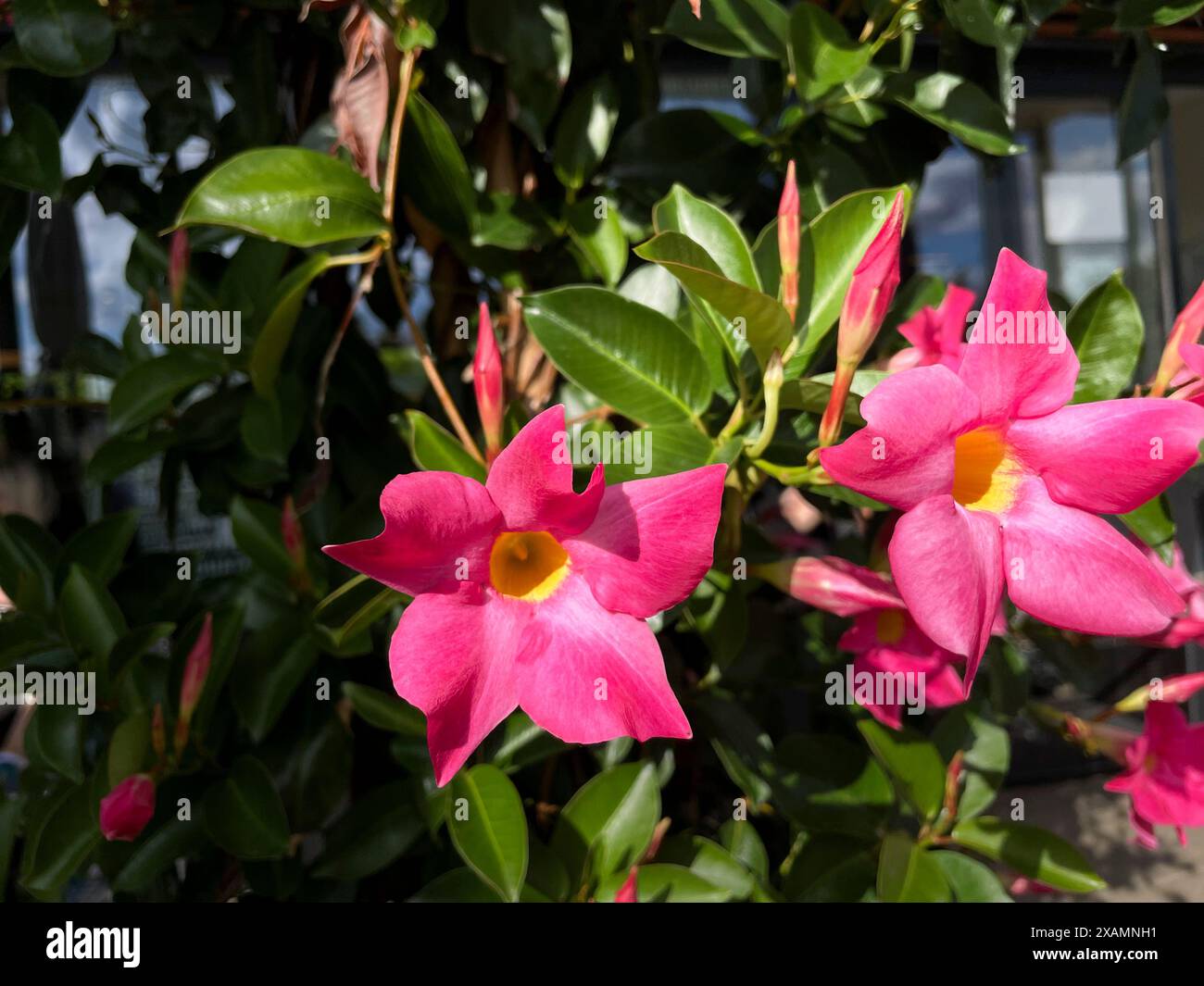Dipladenia Blüte in Pink, neotropische Lianen Pflanze Stock Photo - Alamy