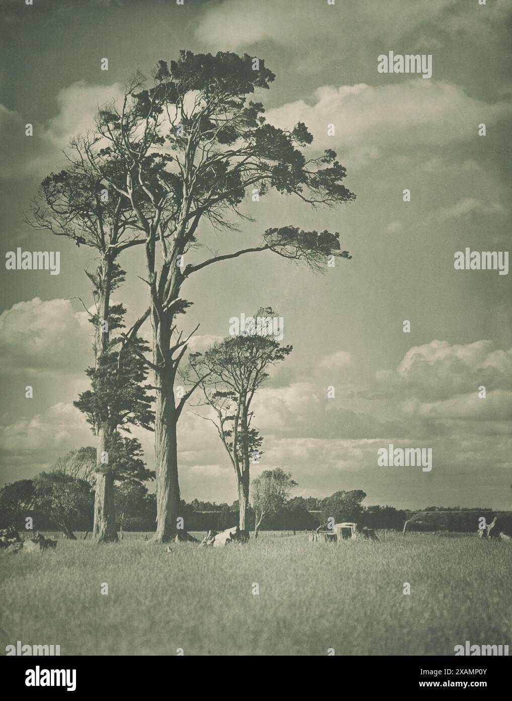 Native rimu, 1920s Stock Photo - Alamy