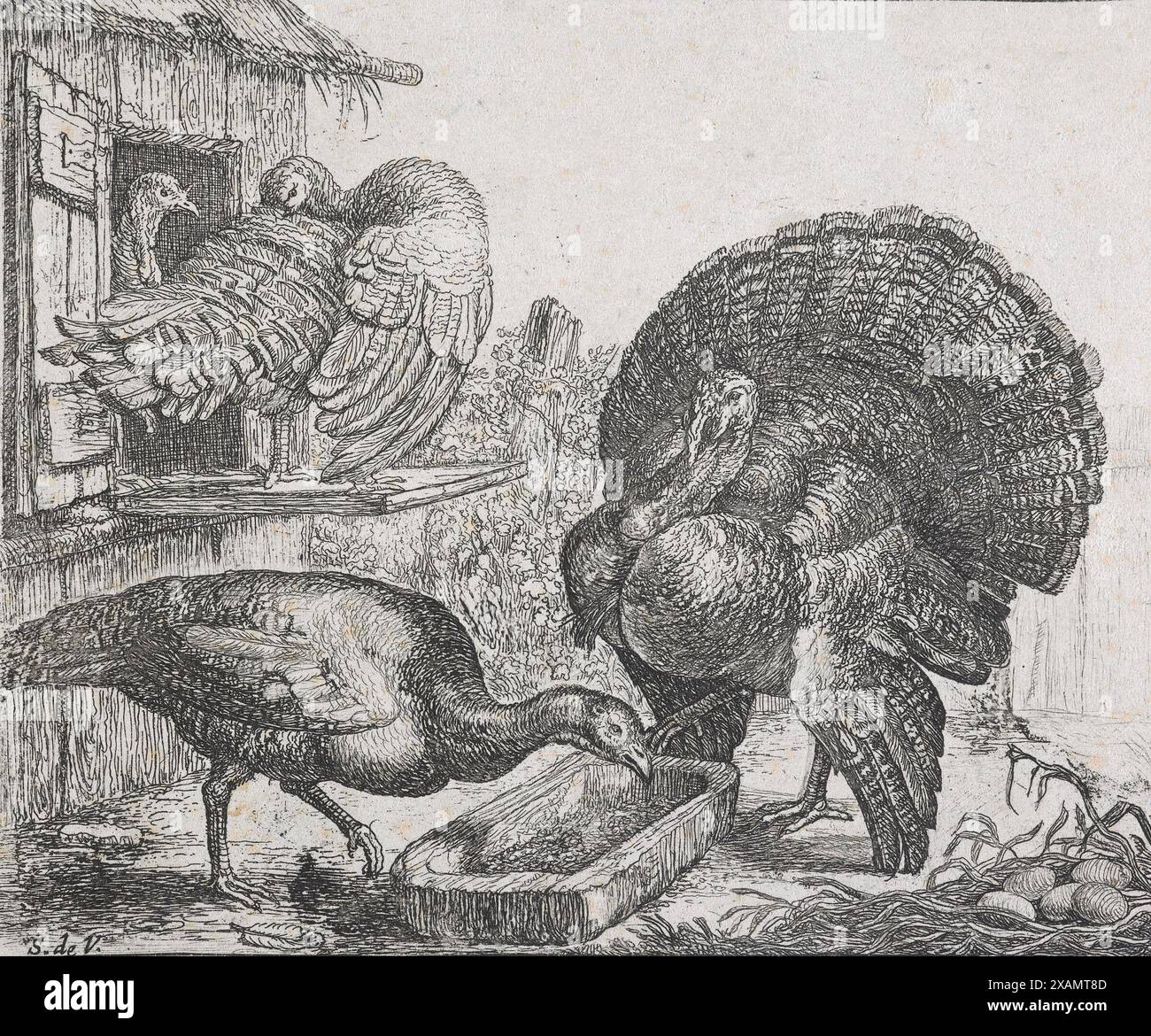 Four turkeys hi-res stock photography and images - Alamy