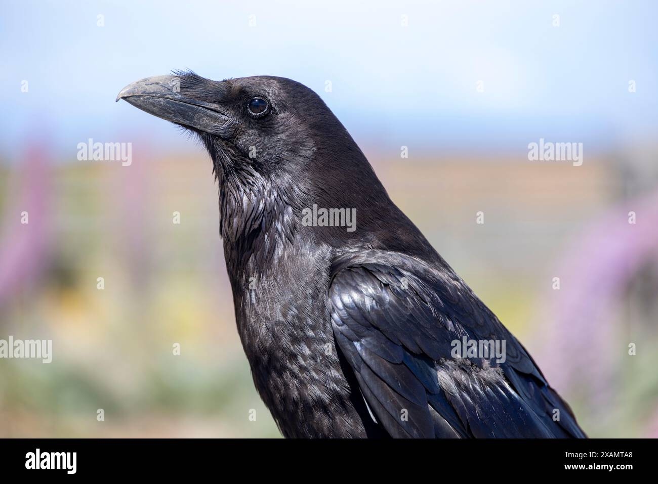 Canary islands bird hi-res stock photography and images - Alamy