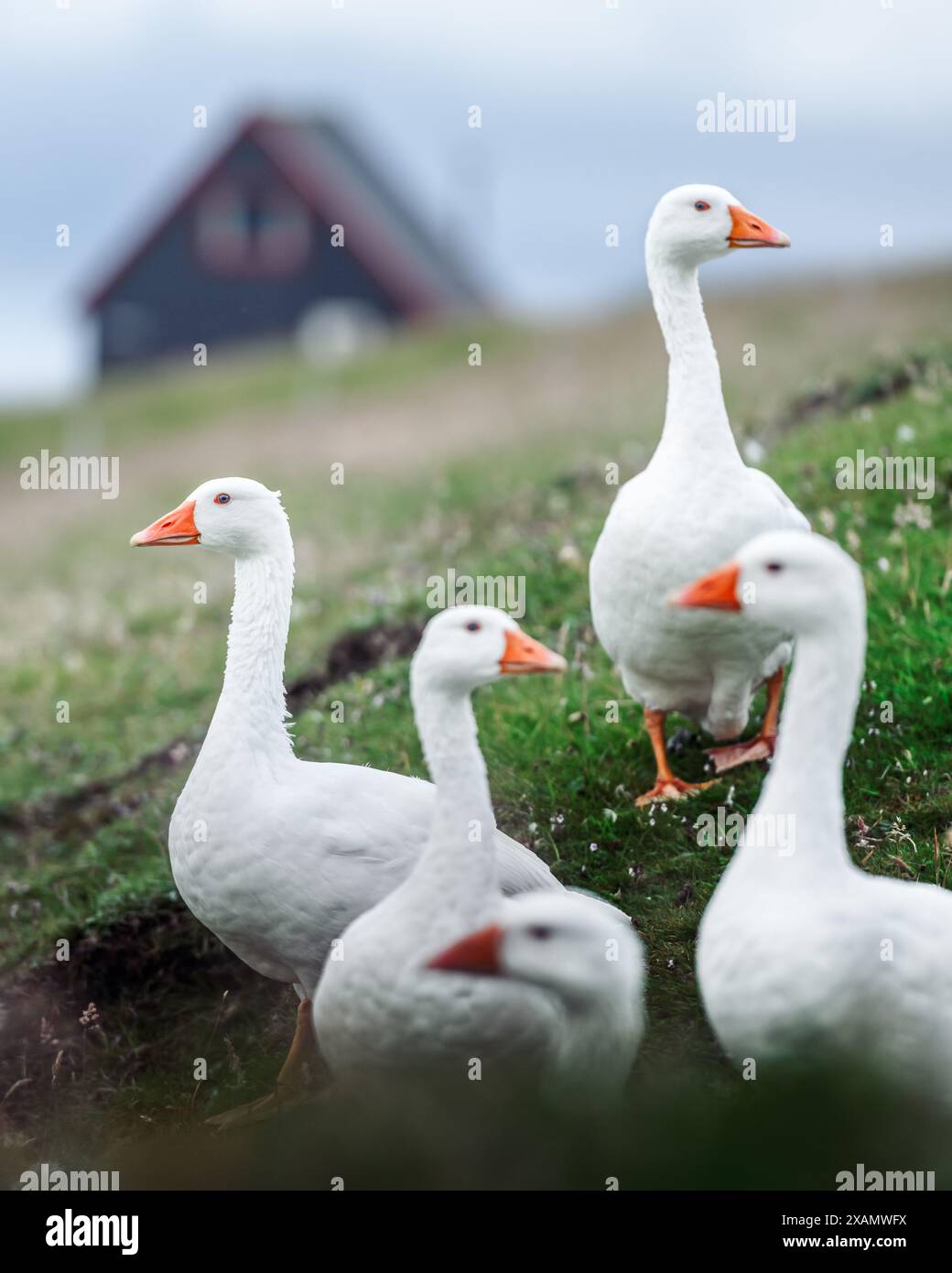 Black and white geese hi-res stock photography and images - Alamy