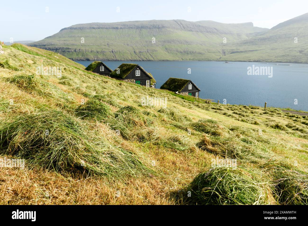 Harvesting hay in the Faroe Islands. Traditional faroese grass-covered ...