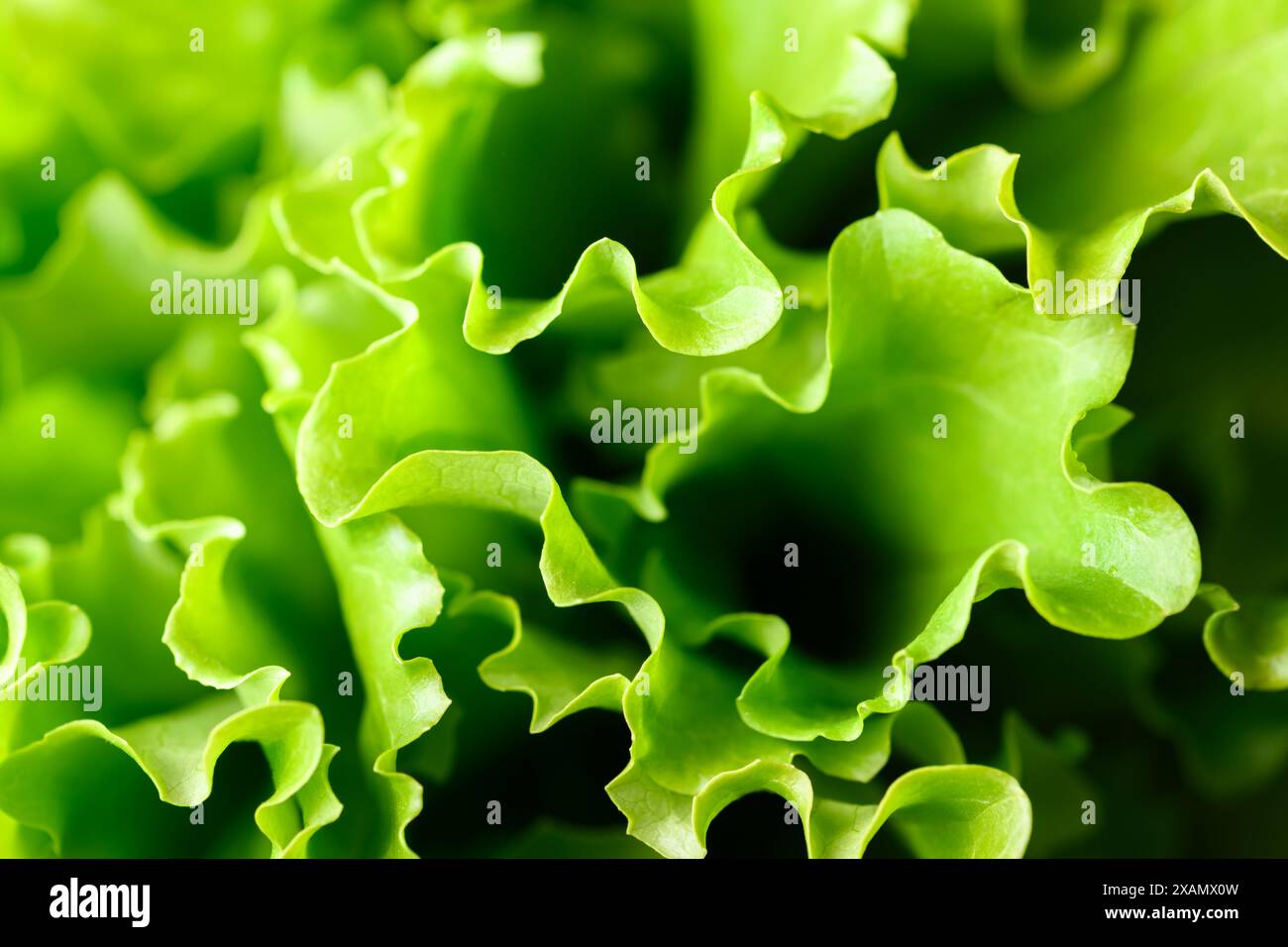 Showcasing detailed leaves hi-res stock photography and images - Alamy