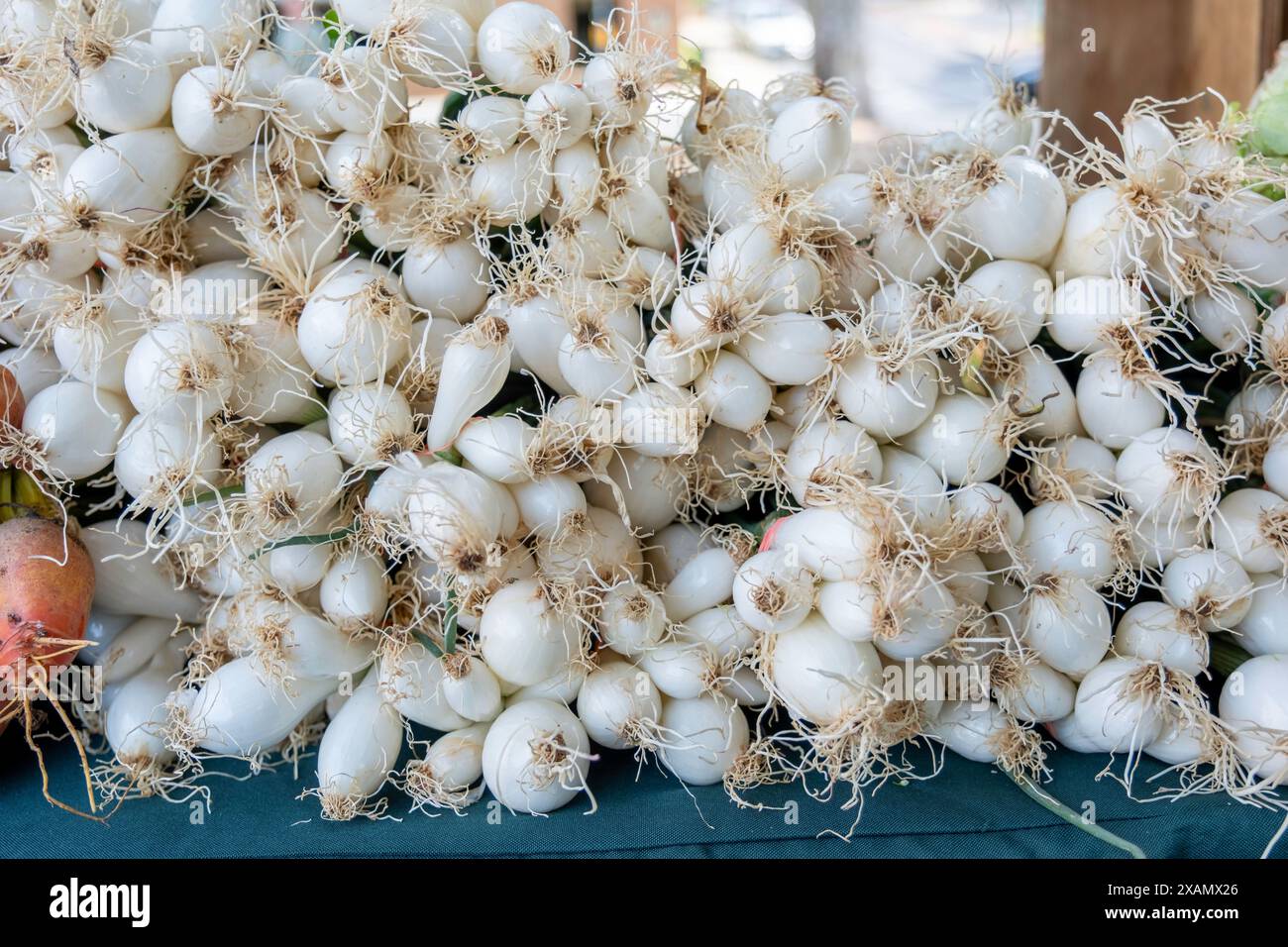 Freshly Harvested White Onions: A Glimpse of Nature's Bounty Stock ...
