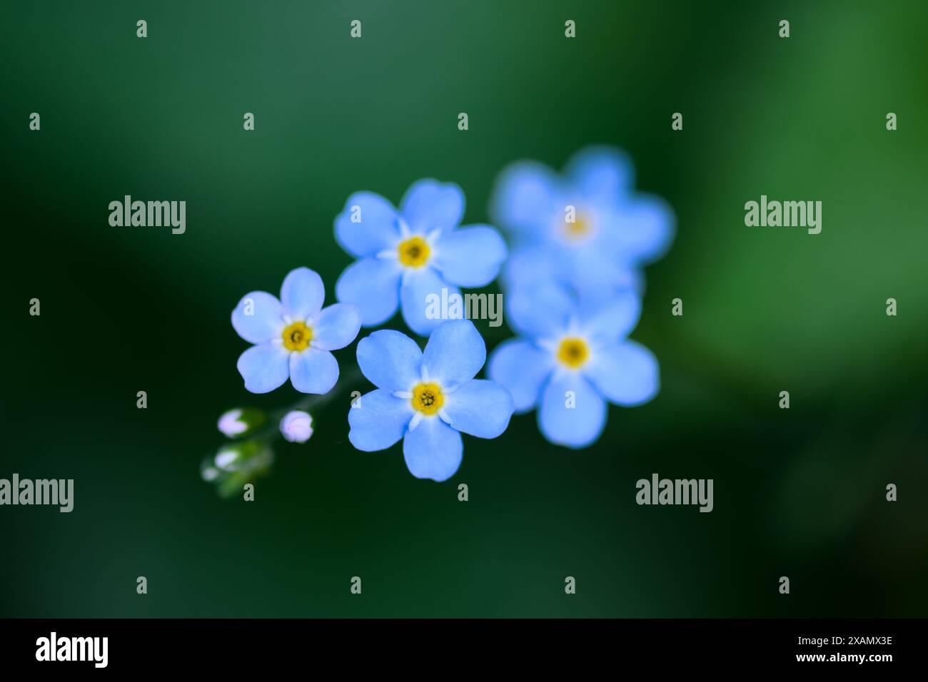 Dark green blue forget me nots hi-res stock photography and images - Alamy