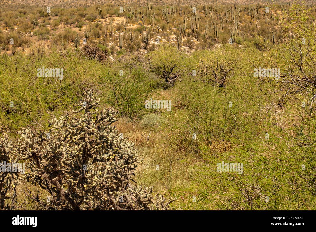 The wide open space of the glorious Catalina State Park, Oro Valley ...