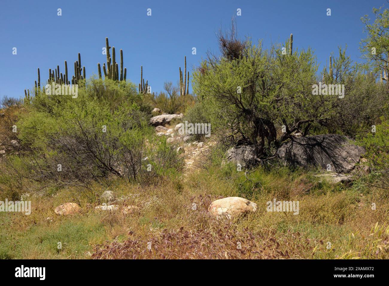 The wide open space of the glorious Catalina State Park, Oro Valley ...