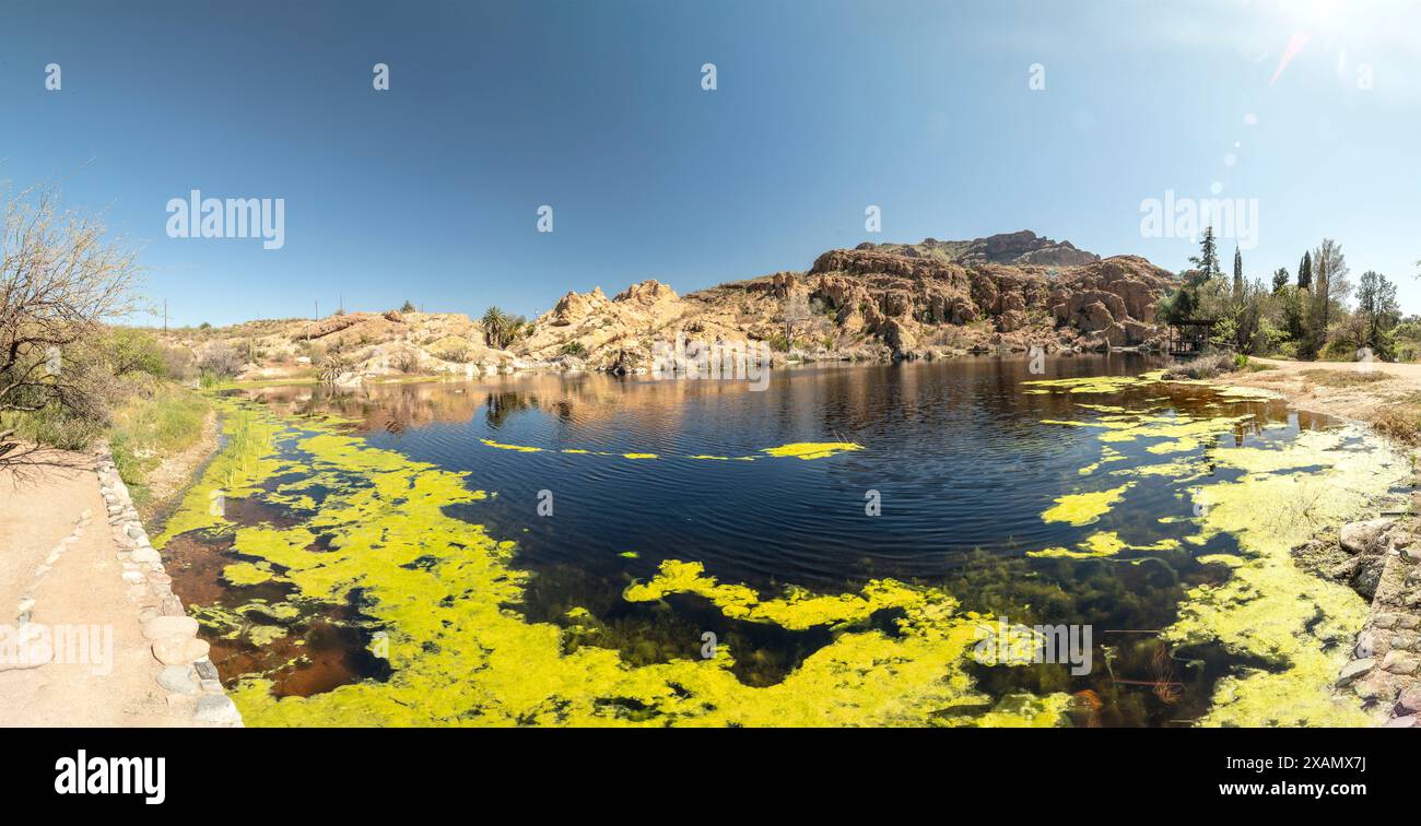 Attracts sonoran desert wildlife hi-res stock photography and images ...