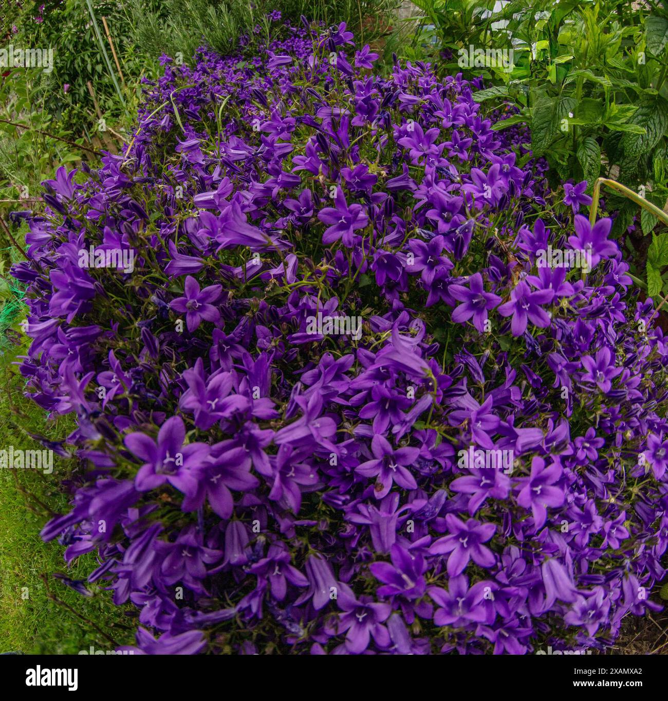 Natural close up flowering plant portrait of the delicate Campanula ...